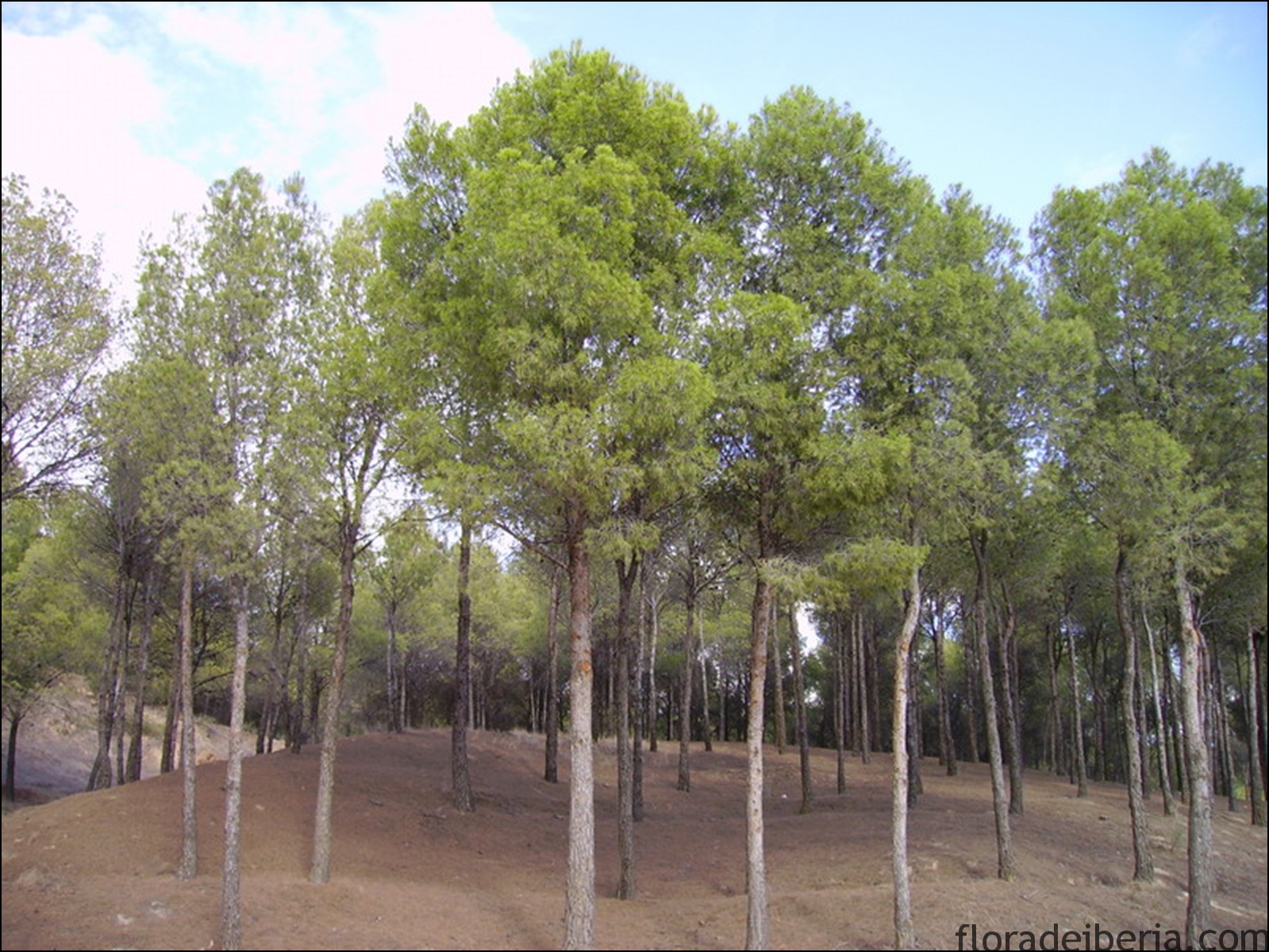 Pinus halepensis. Pino carrasco, pino de Alepo